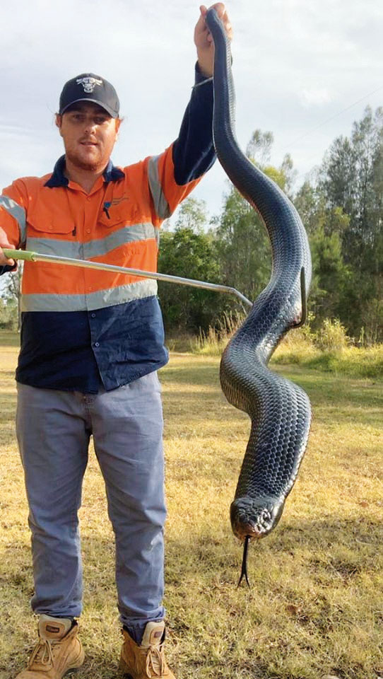 Australian man finds huge red-bellied black snake, names it “Chonk ...