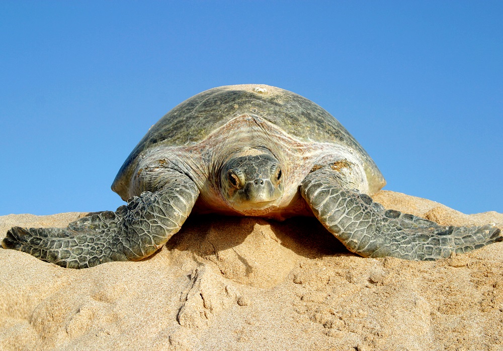 Ras Al Jinz Turtle Reserve gets 21,000 visitors in 2019 - Oman Observer