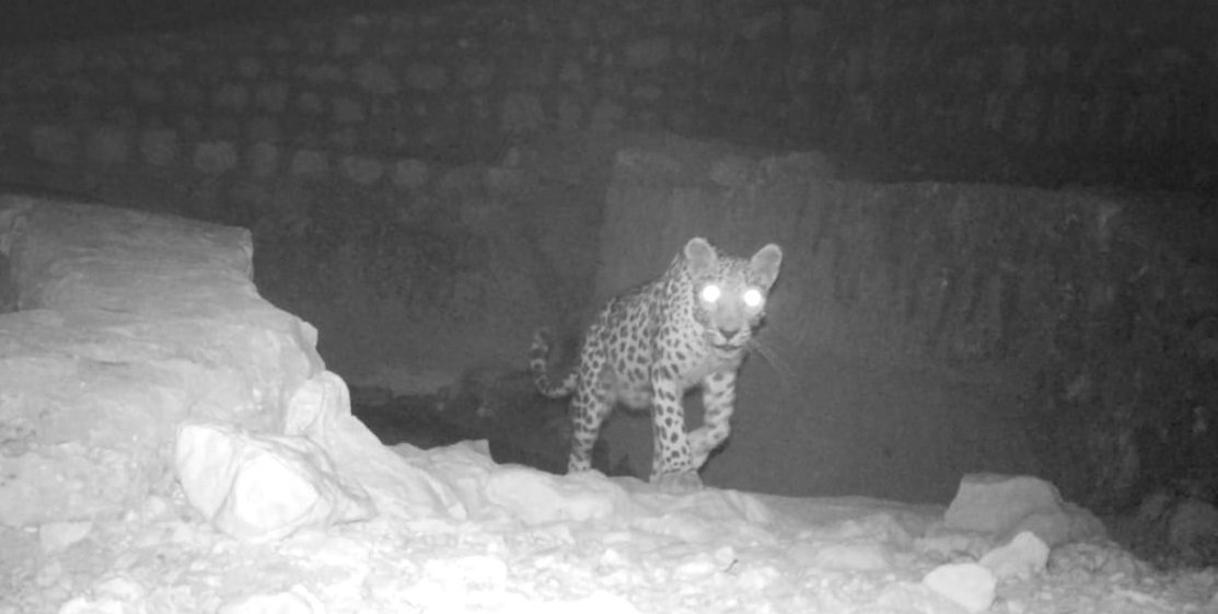 Trap cameras capture Arabian Leopards in Dhofar - Oman Observer