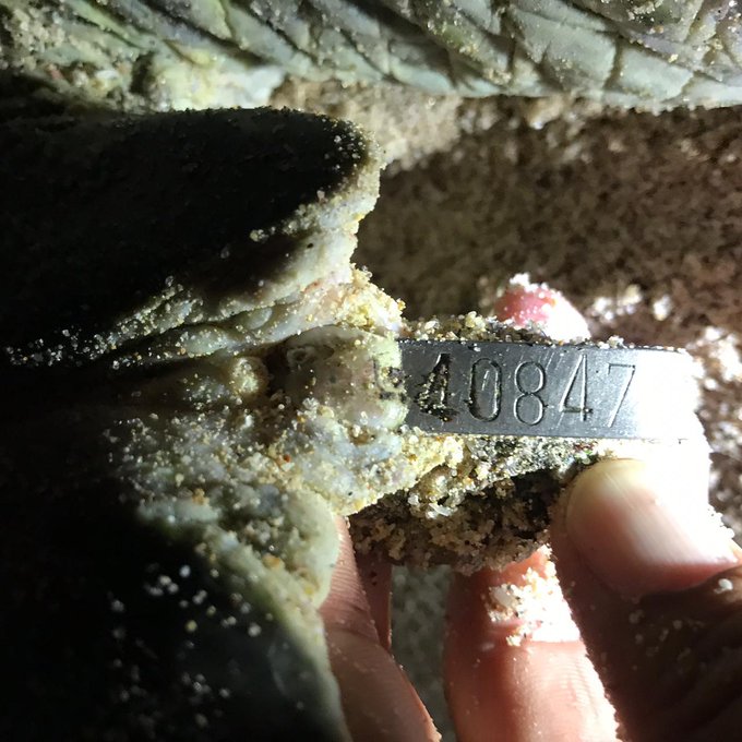 Green turtle returns to Oman after 21 years - Oman Observer