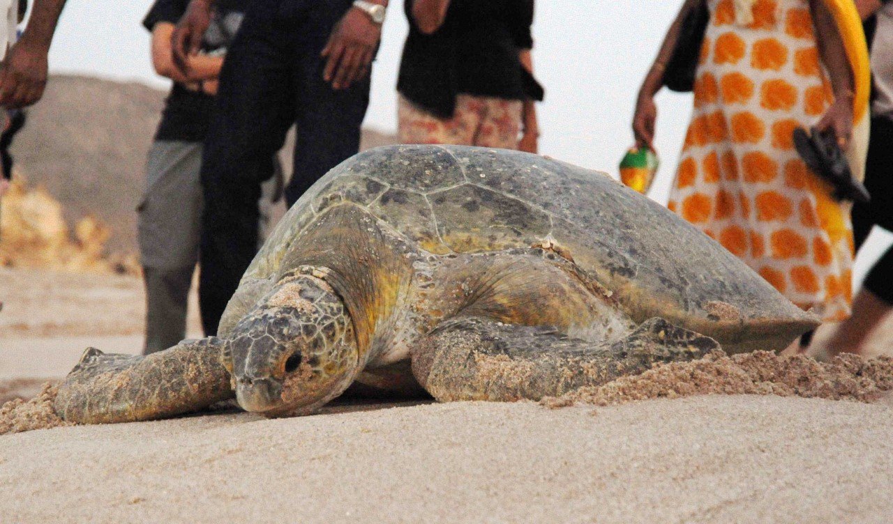 Over 56,000 watch turtles in Ras Al Jinz Reserve till October - Oman ...