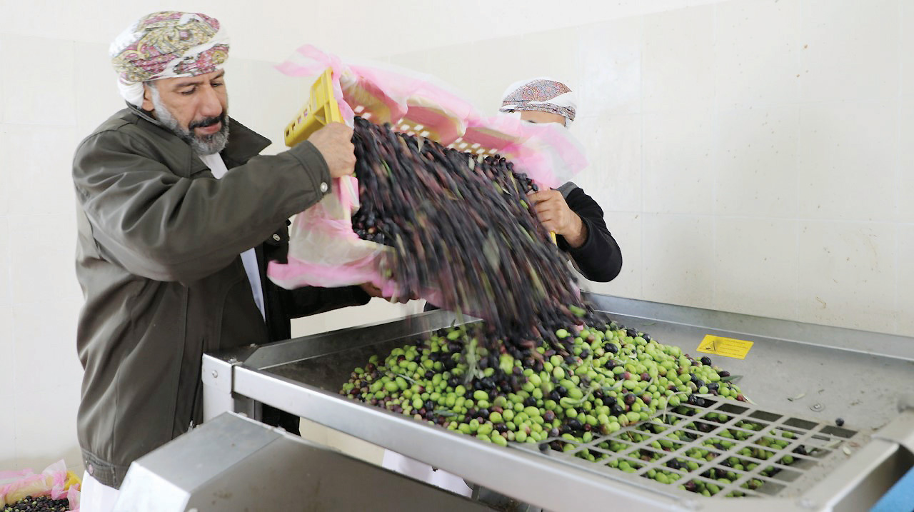 Olives bring cheer to Jabal Akhdhar farmers - Oman Observer