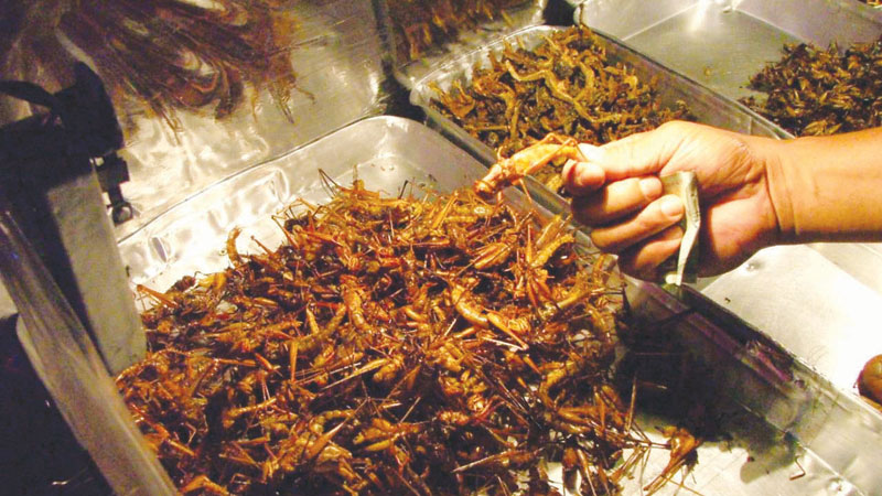 Locusts boiled, baked or dried? Kuwait serves up a swarm - Oman Observer