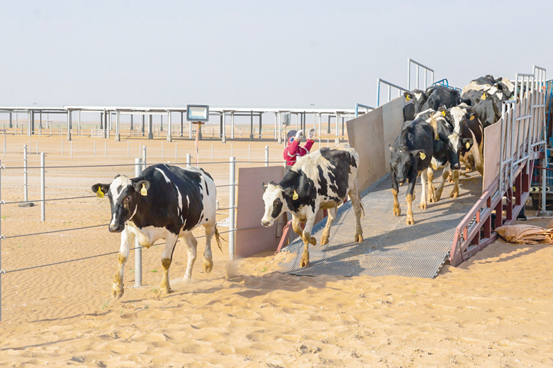 Mazoon Dairy receives second batch of Holstein cows - Oman Observer