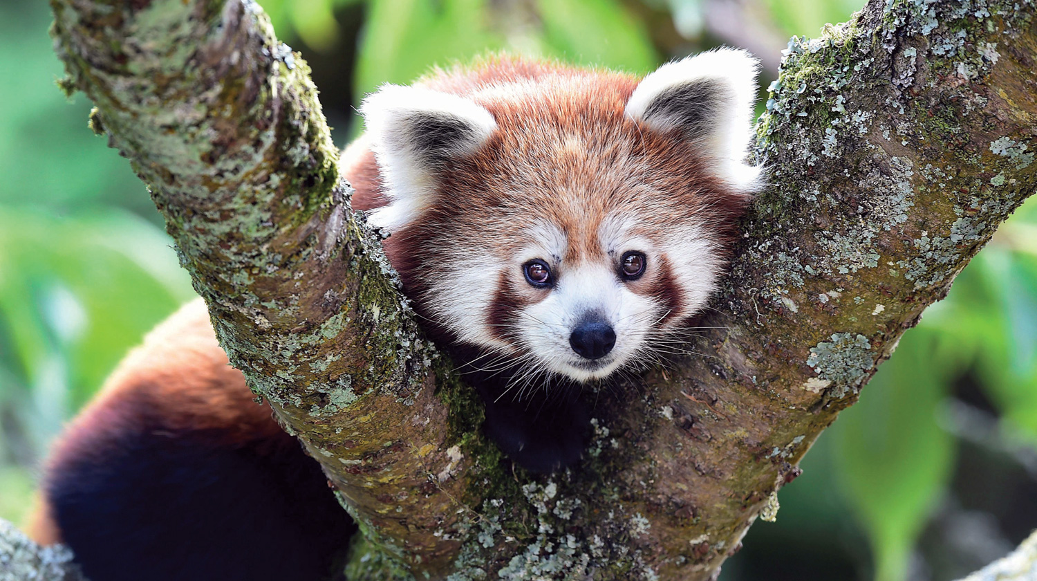 Genetic study shows the red panda is actually two separate species ...