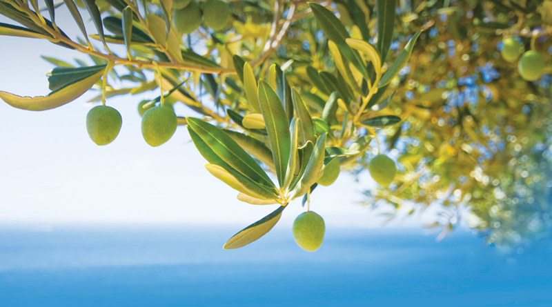 Olive oil ‘for peace’ in divided Cyprus - Oman Observer