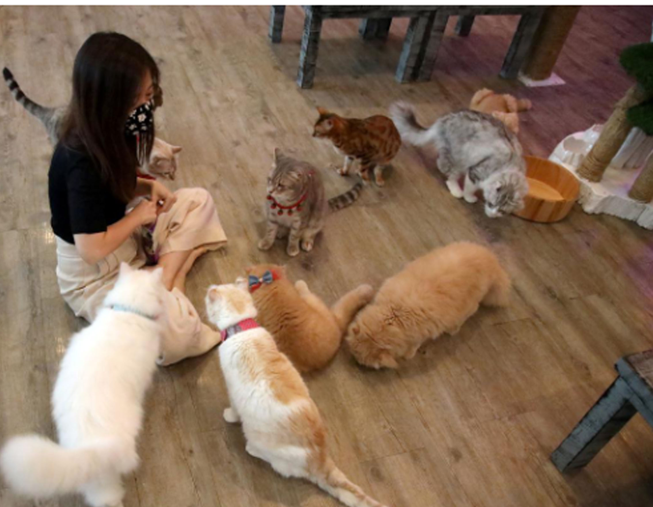 Clawing back normality: Bangkok cat cafe reopens after virus shutdown ...