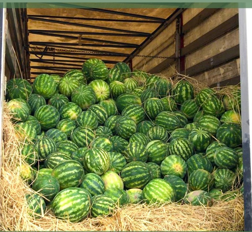 No import of watermelons in wooden vessels: Ministry - Oman Observer
