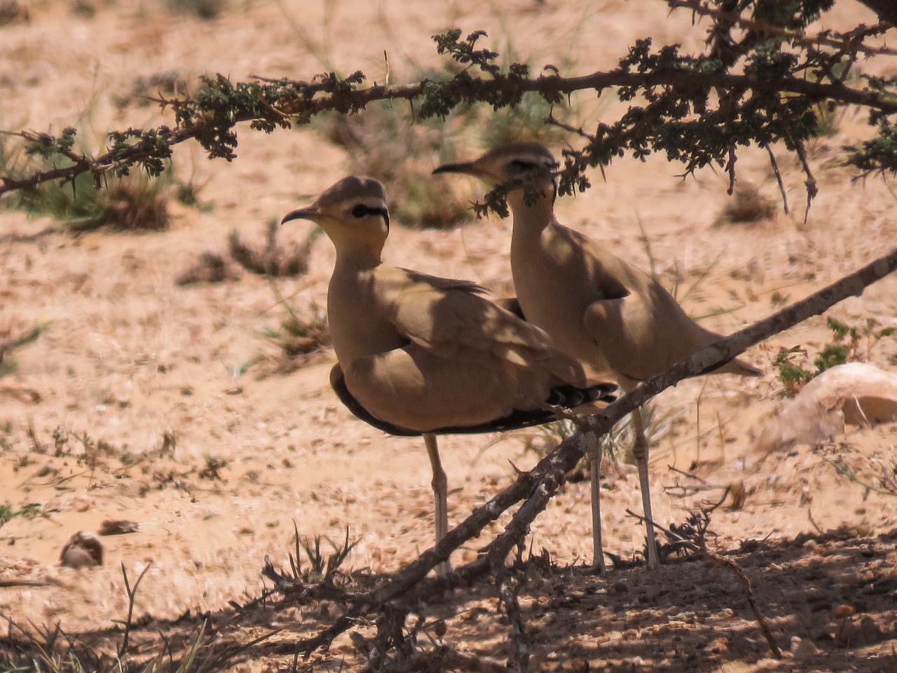 Cream-coloured Courser bird returns to Oman - Oman Observer