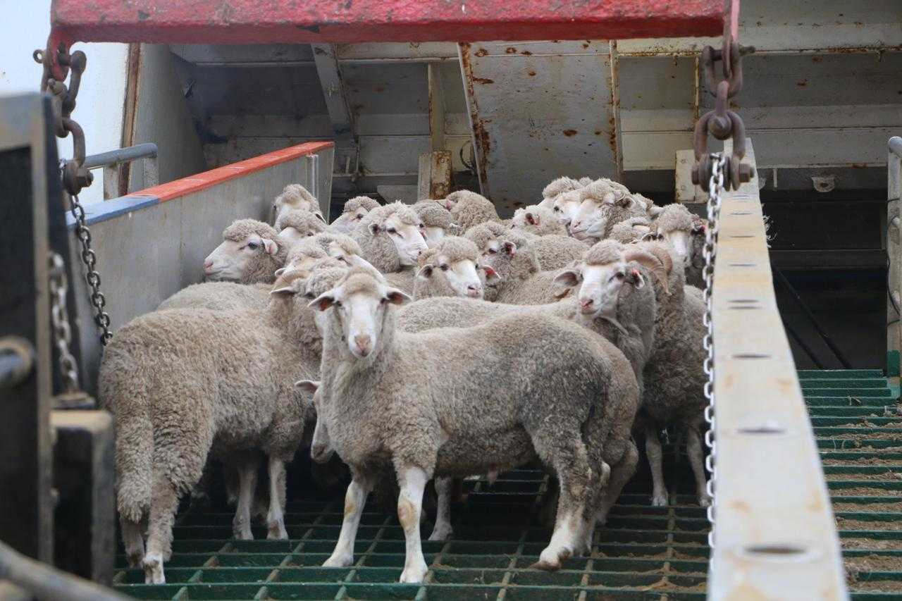 To boost sufficiency, Al Bashair imports 10,000 heads of sheep - Oman ...