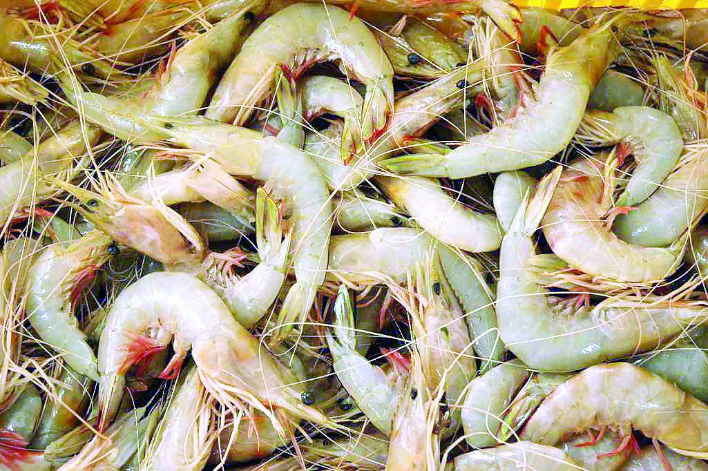 Shrimp fishing season wraps up today - Oman Observer