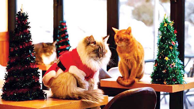 Rescue cats don Santa suits for purrfect Korean Christmas - Oman Observer