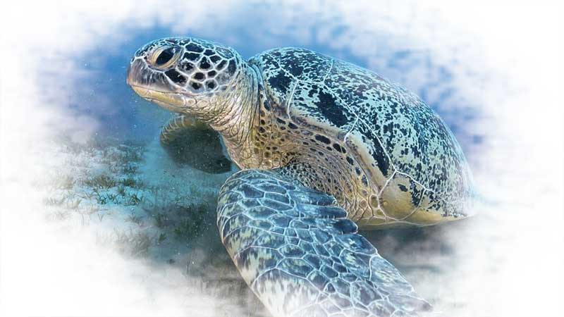 Ivory Coast opens first protected marine area - Oman Observer