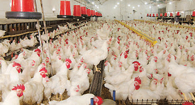 Dhofar Poultry eyes 20pc growth - Oman Observer