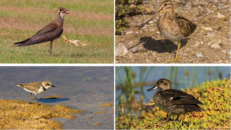 Migratory birds find sanctuary in Oman - Oman Observer