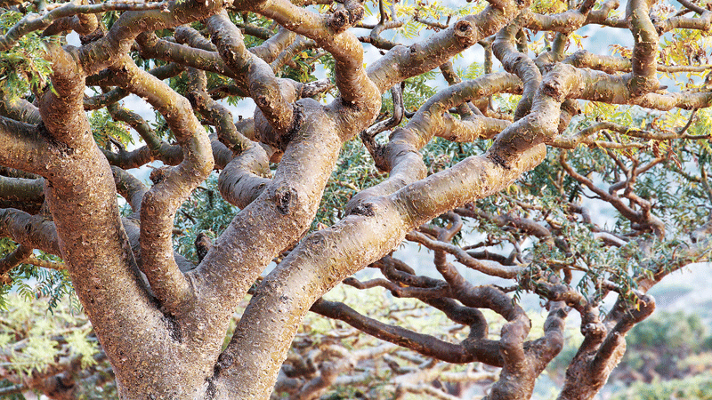 Of the tree that exudes fragrance - Oman Observer