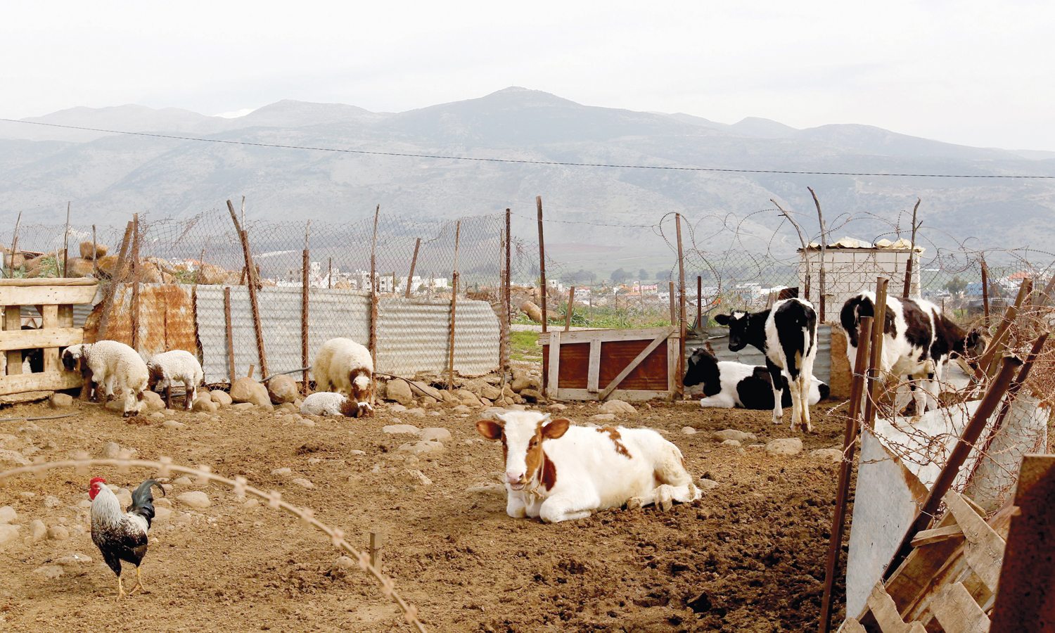 Grazing cows lead to squabble on Lebanese-Israeli border - Oman Observer