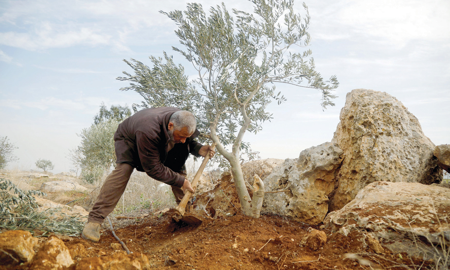 Palestinians replant trees after Israel uproots thousands - Oman Observer