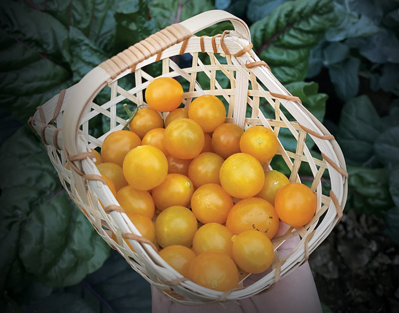 Young Omani gardener shares some secrets to effectively raise garden ...