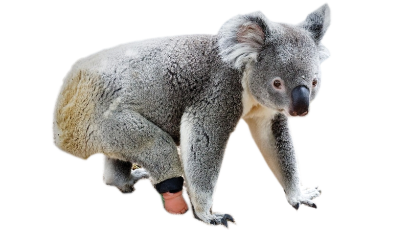 Triumph the koala climbs and runs with prosthetic foot made by ...