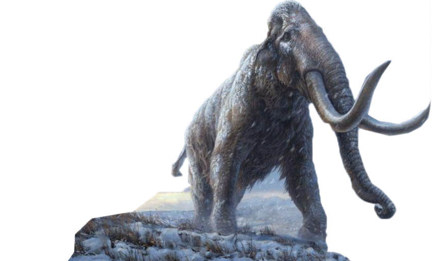Teeth from Siberian mammoths yield oldest DNA ever recovered - Oman ...