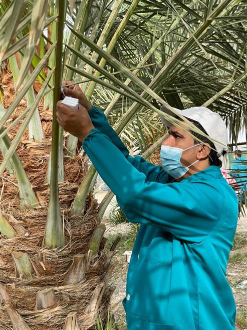 Agriculture ministry to use parasites to combat date palm pests - Oman ...