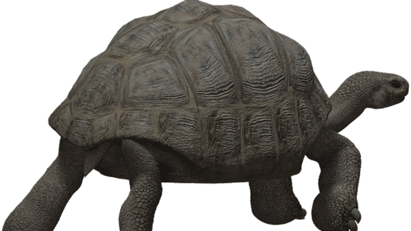 Galapagos island gets 36 endangered giant tortoises - Oman Observer