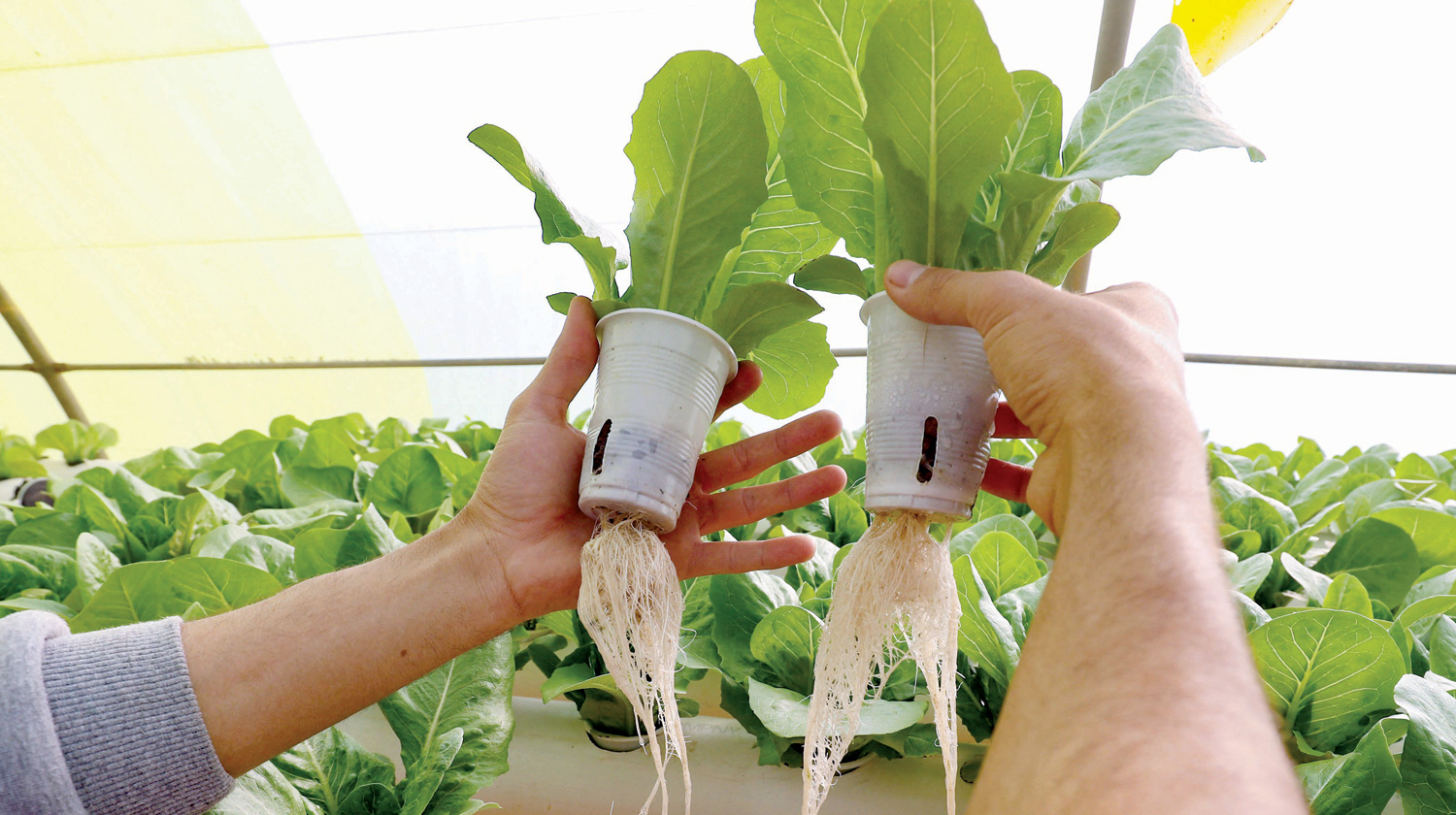 ‘Green Paradise’ brings hydroponic farming to Libya - Oman Observer