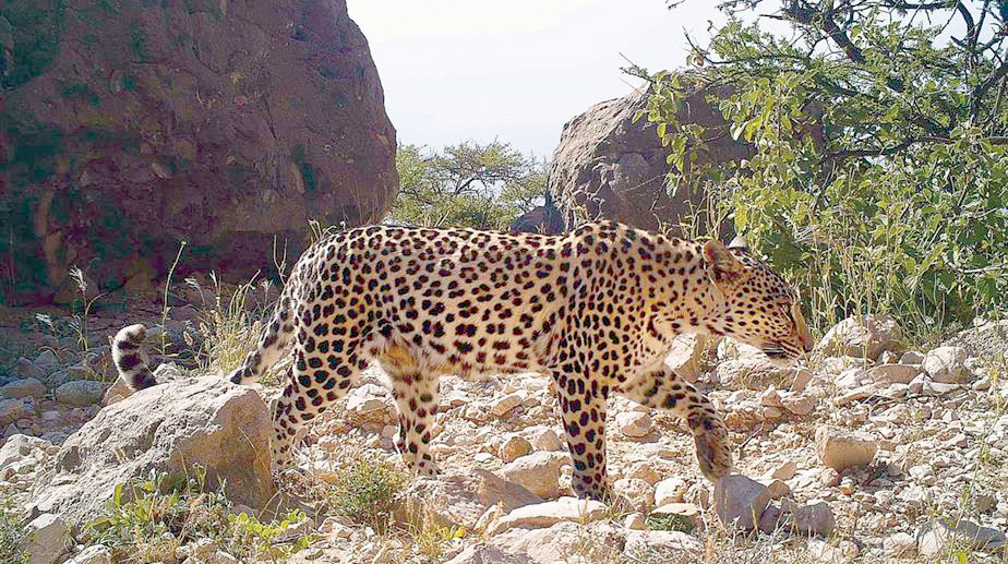 Presence of Arabian Leopard documented in Dhofar - Oman Observer