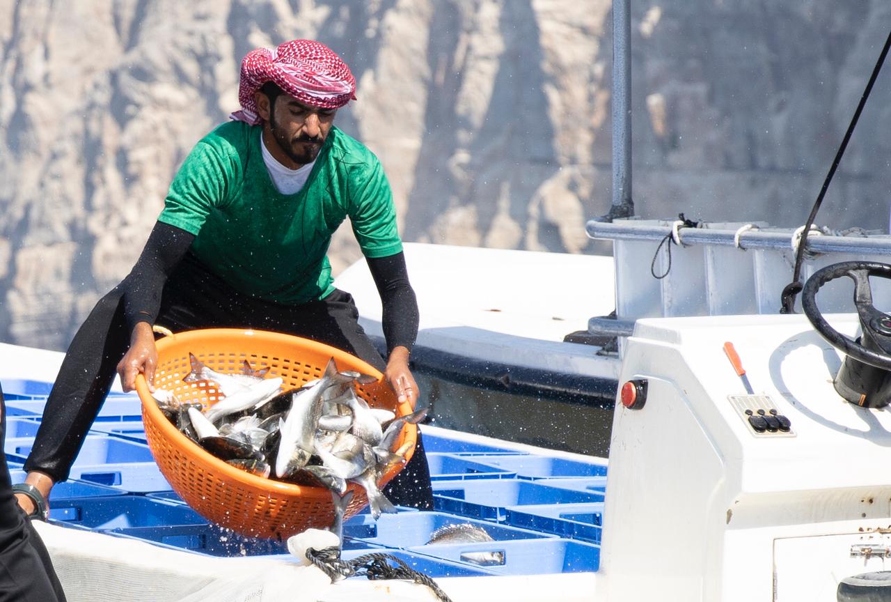 Harvest of Finfish farming project in Khasab begins - Oman Observer