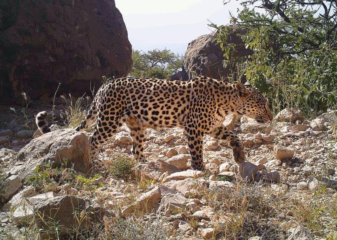 Environment Conservation Office documents presence of Arabia Leopard in ...